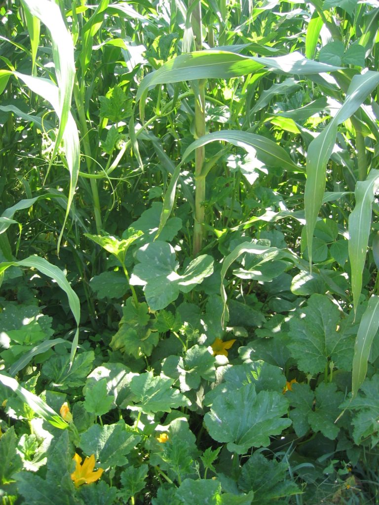 Asociaciones de plantas en tu huerto – Las 3 Hermanas – Suyari